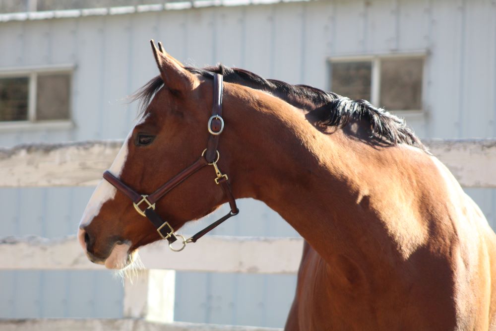 25 Equestrian Lessons I've Learned in My First 25 Years of Life