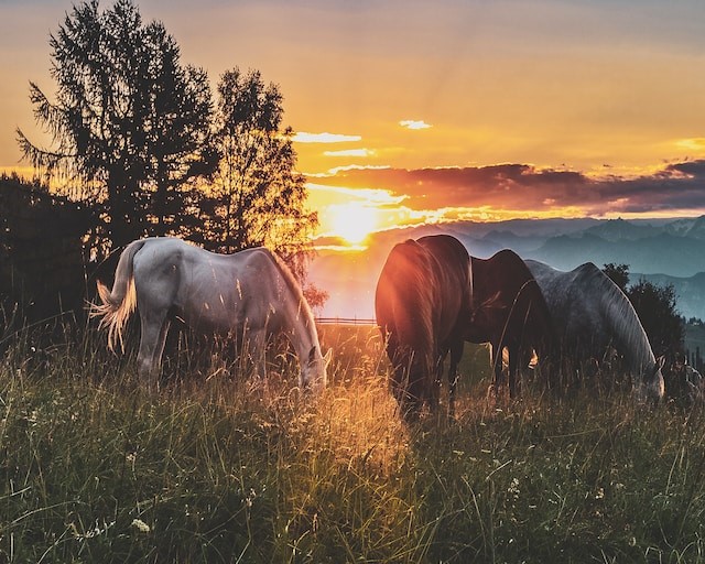 9 Amazing Benefits of Turning Out Your Horses 24/7