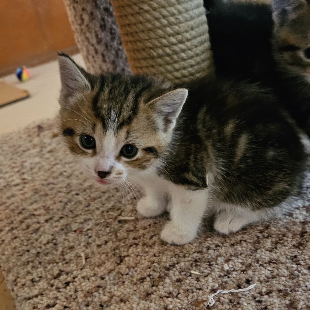 We've Got Kittens! - MWE Barn Cat Update