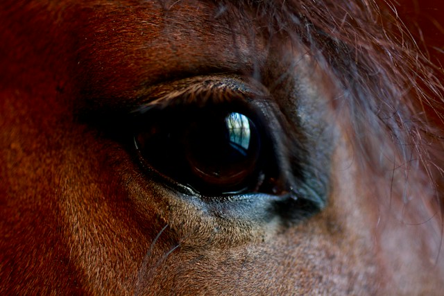 7 Facts About Equine Vision That May Surprise You